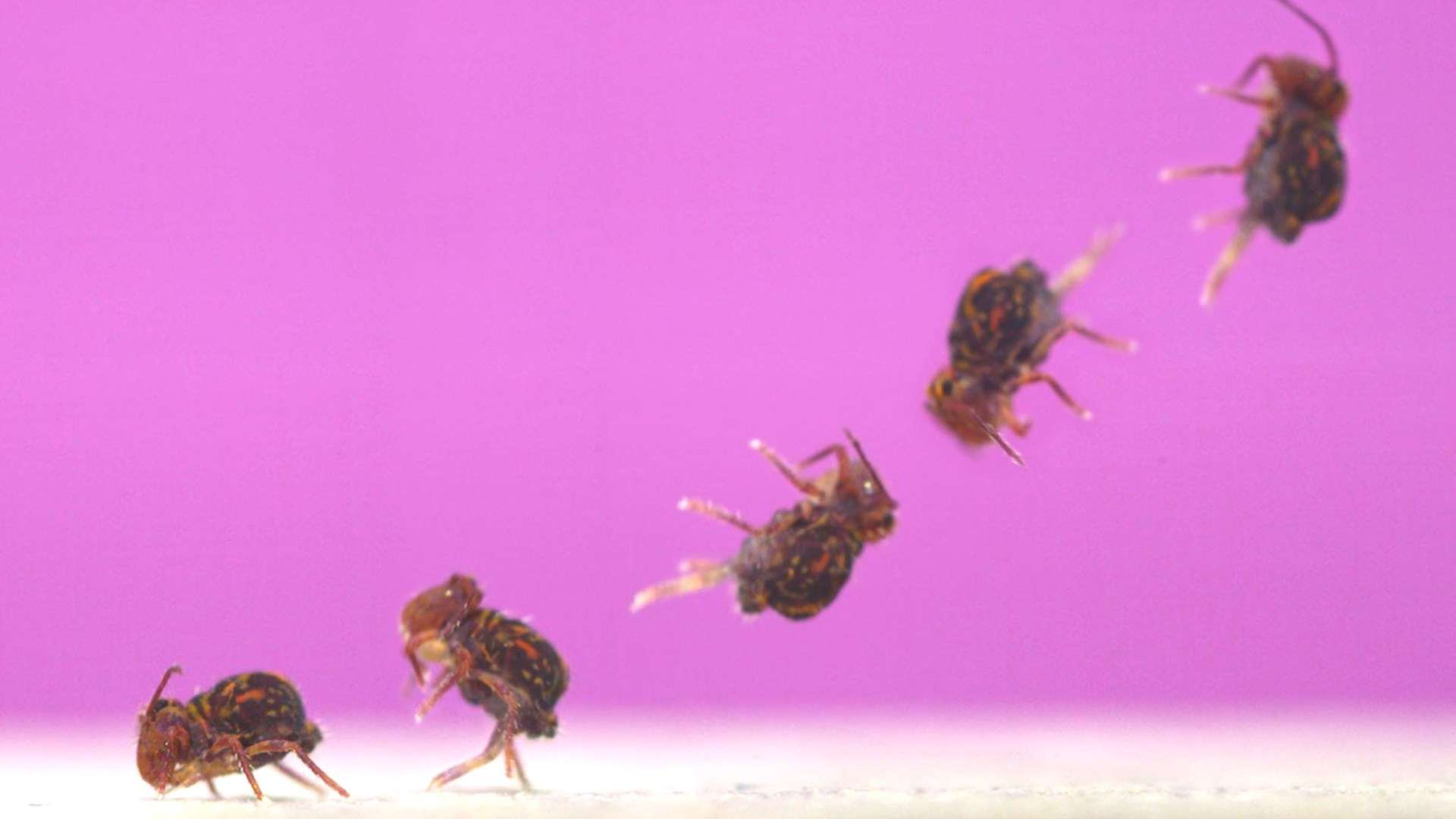 Move over Sonic – remarkable video shows tiny bug that performs the ...